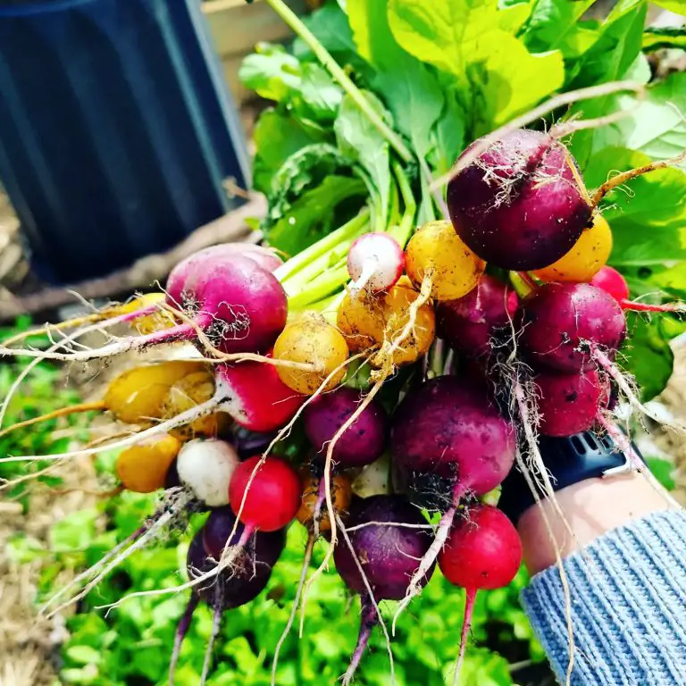 How Many Radishes To Eat Daily? – Radish benefits