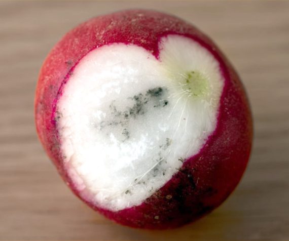 How Do You Know When a Radish Is Bad? – Radish benefits