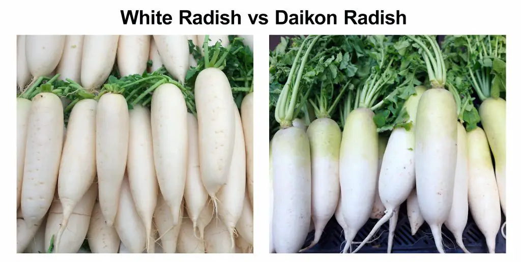 White Radish Health Benefits, Nutrition Facts – Radish benefits