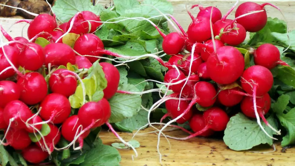 Different Types of Radish – Radish benefits