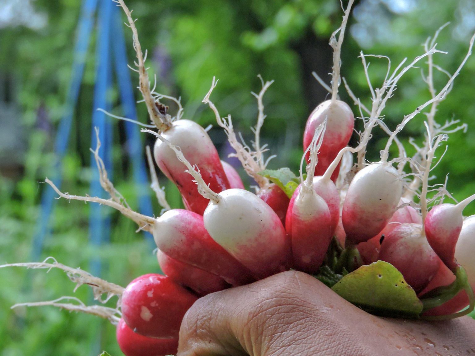Different Types of Radish – Radish benefits