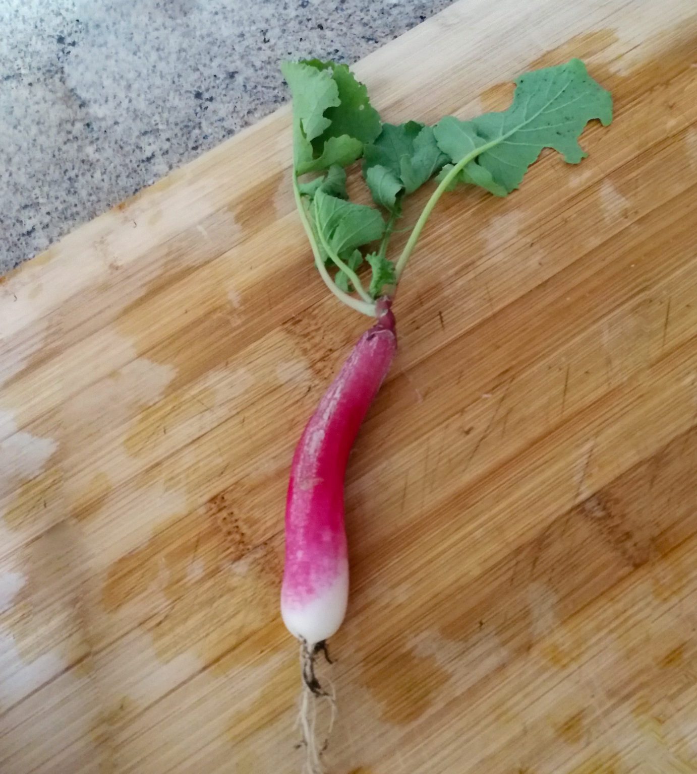 Different Types of Radish – Radish benefits